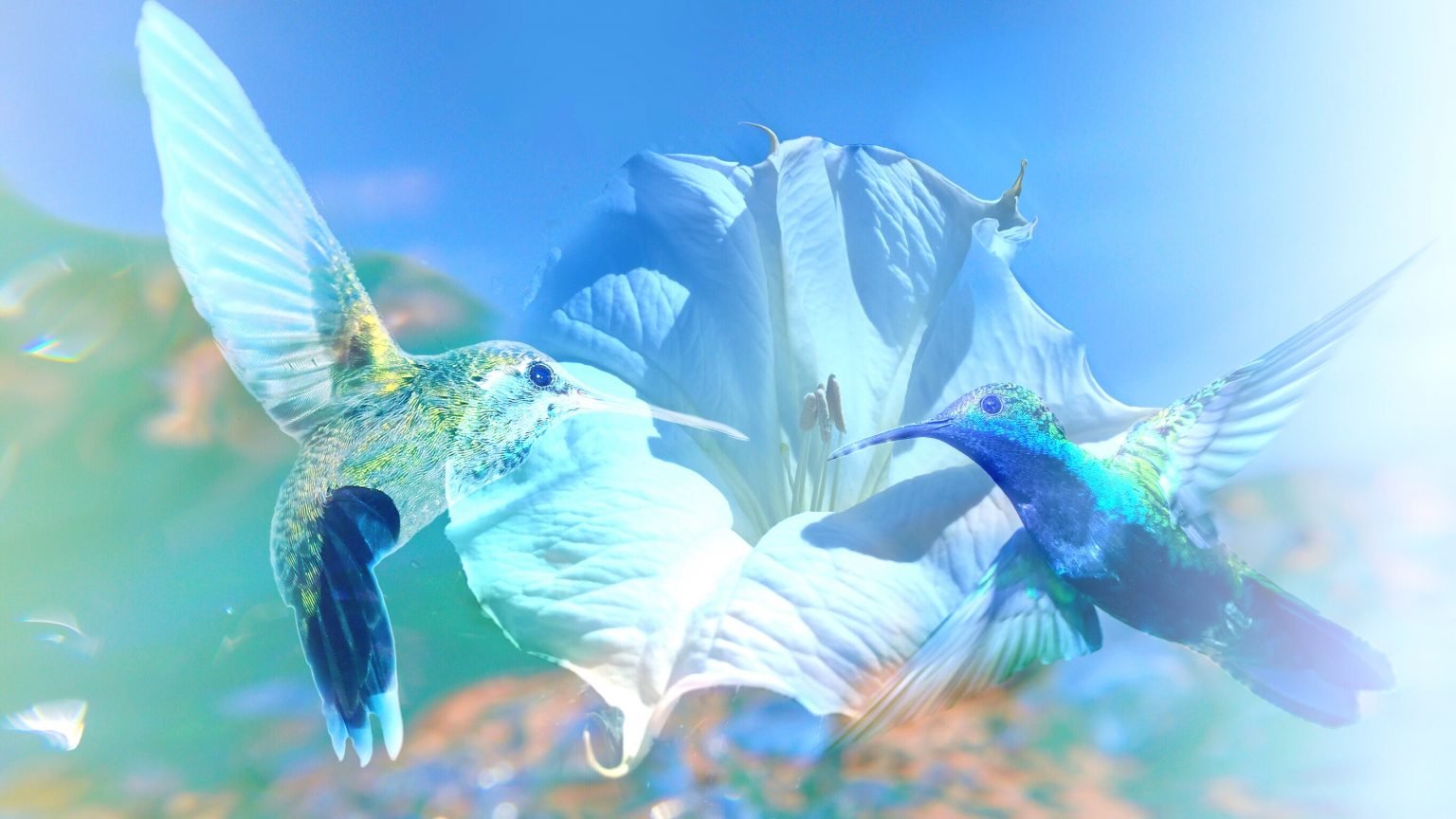 The Hummingbird Effect ~ Body of Wonder